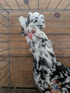 Identifying and Treating Respiratory Infection in Chickens - Backyard ...
